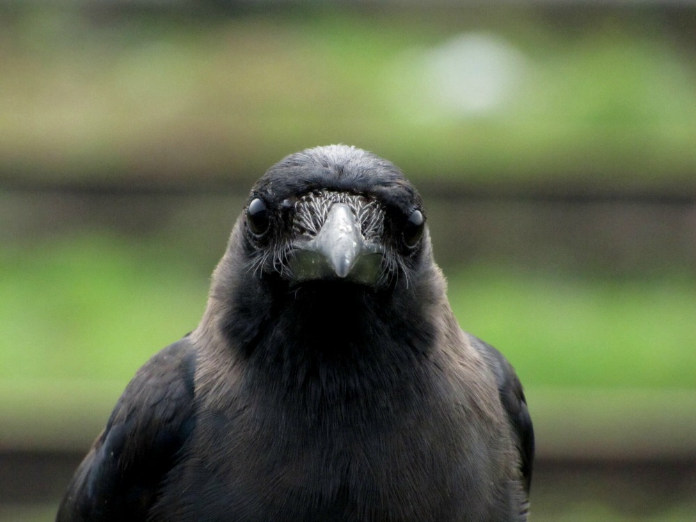Les corbeaux sont des oiseaux bien plus malins que nous le croyons ...