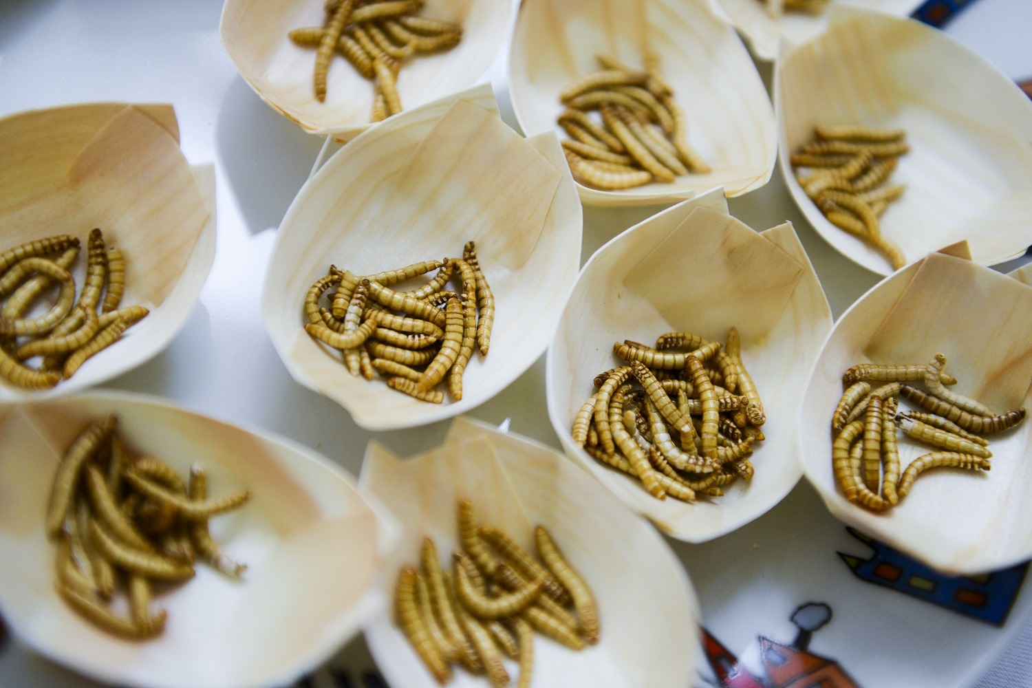 Sauvez la planète, mangez des insectes ! - Geek et Bio