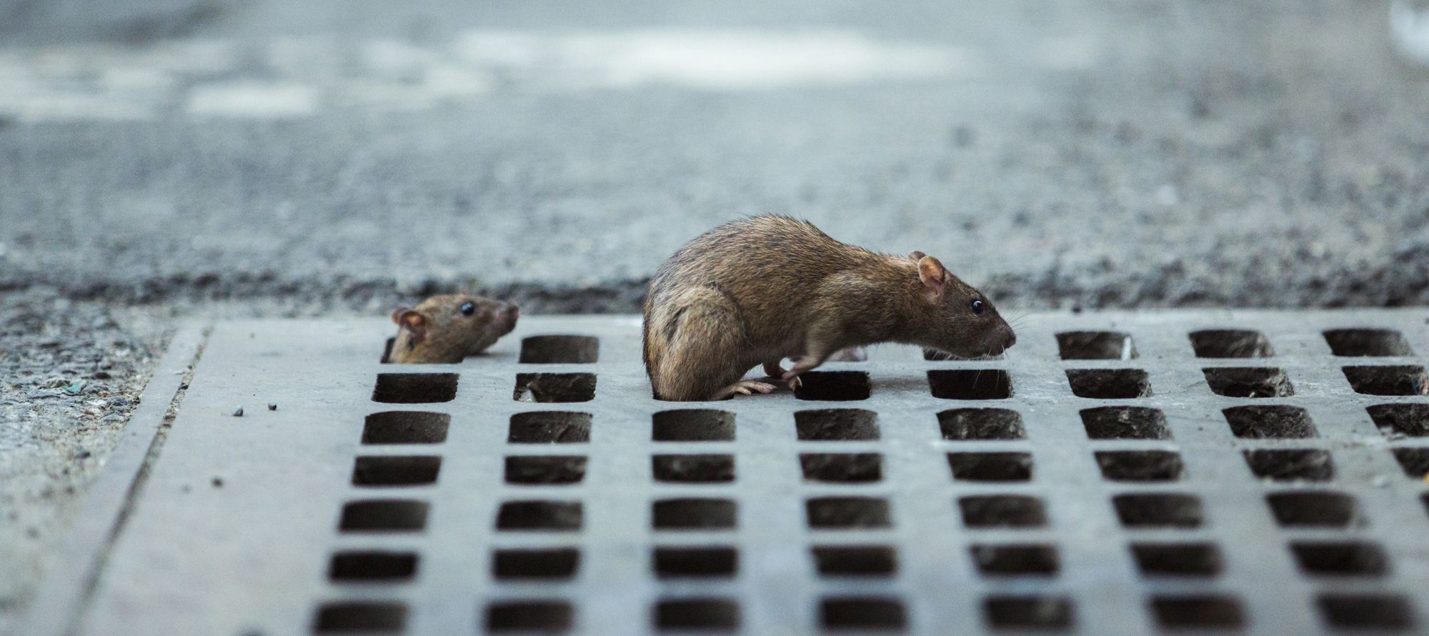 Les rats envahissent les villes, et c'est totalement de notre faute ...